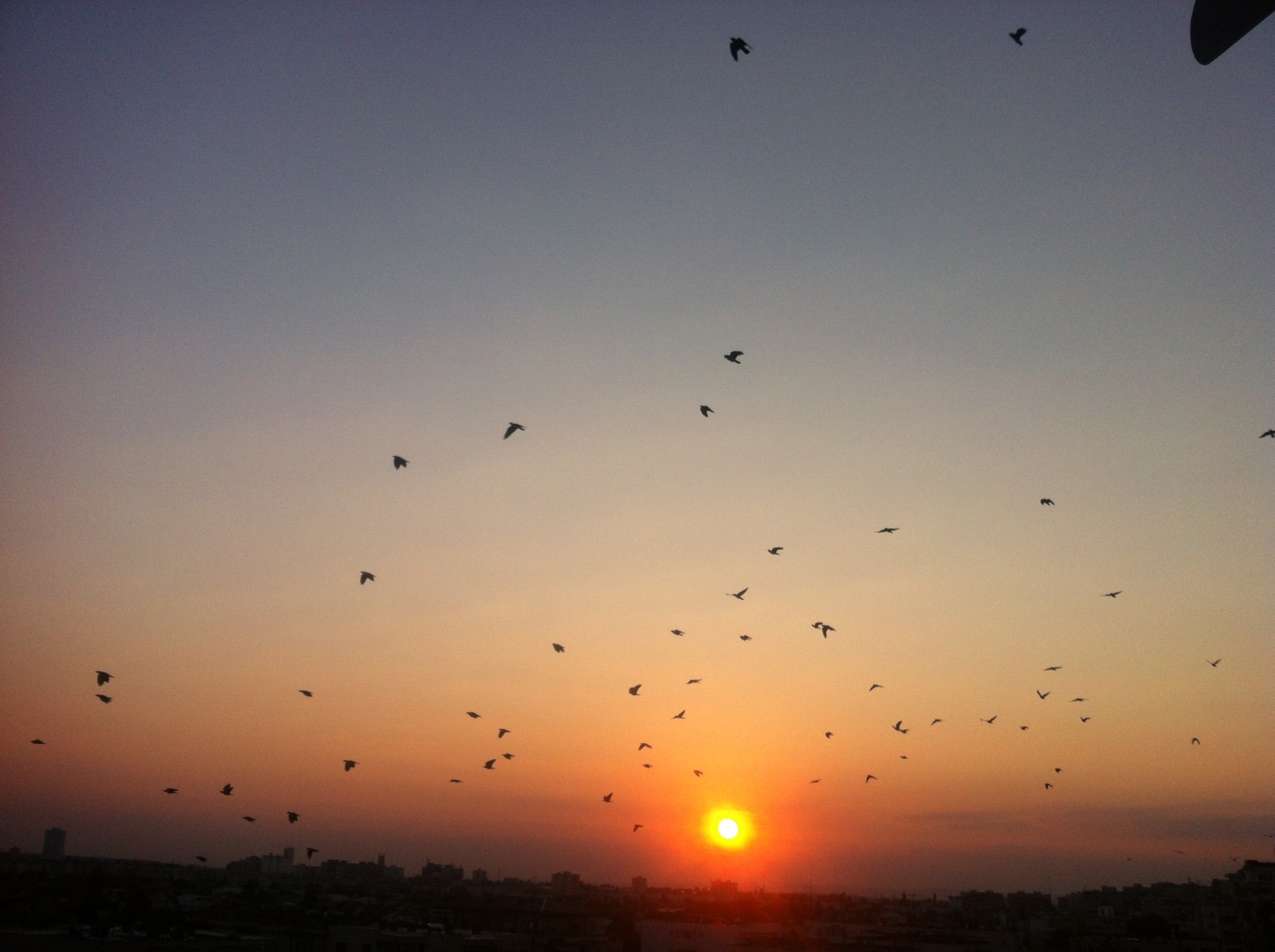 Imagini șocante! Invazie de ciori la Ploiești - Observatorul Prahovean