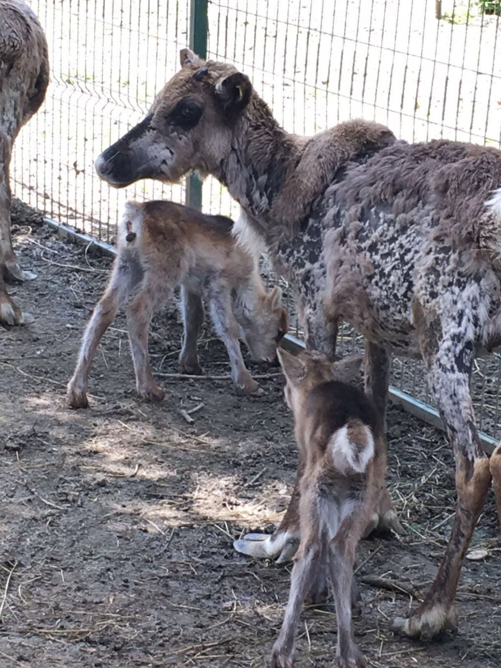 Premieră în România: primii reni născuți la zoo sunt la Bucov ...