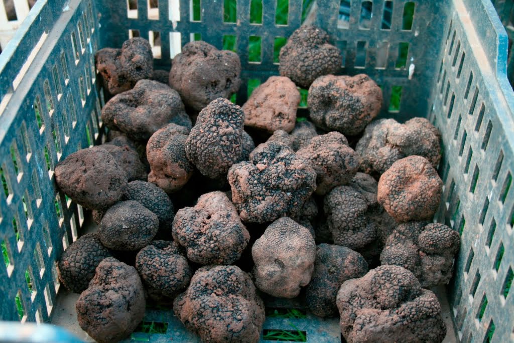 Afacerea din România care aduce până la 3.000 euro per kilogram de ...
