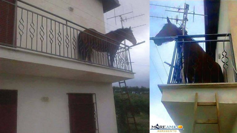 Cal fotografiat pe balconul unei case – fake news bine realizat pentru ...