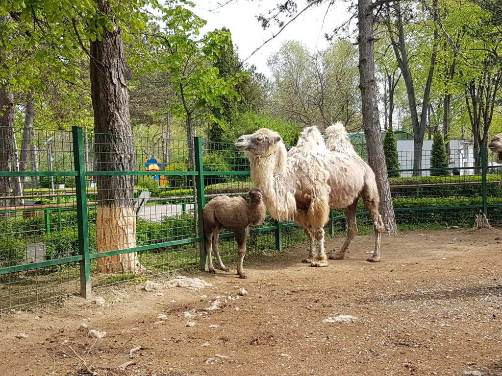 Premieră la ZOO Bucov. S-au născut doi pui de cămilă. FOTO ...