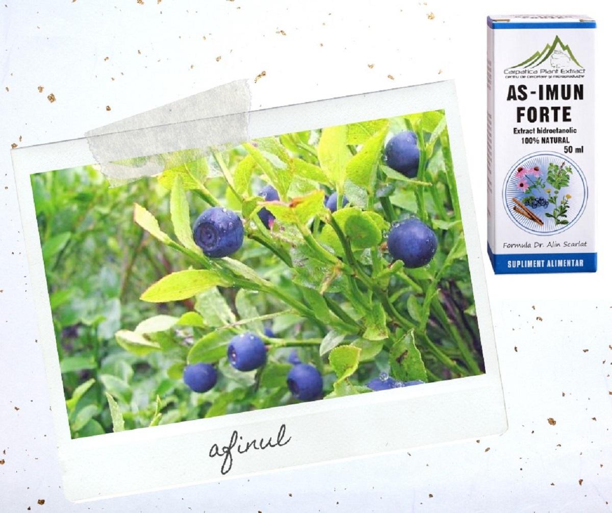 AFINUL, fructul minune din zonele montane românești, util în susținerea ...