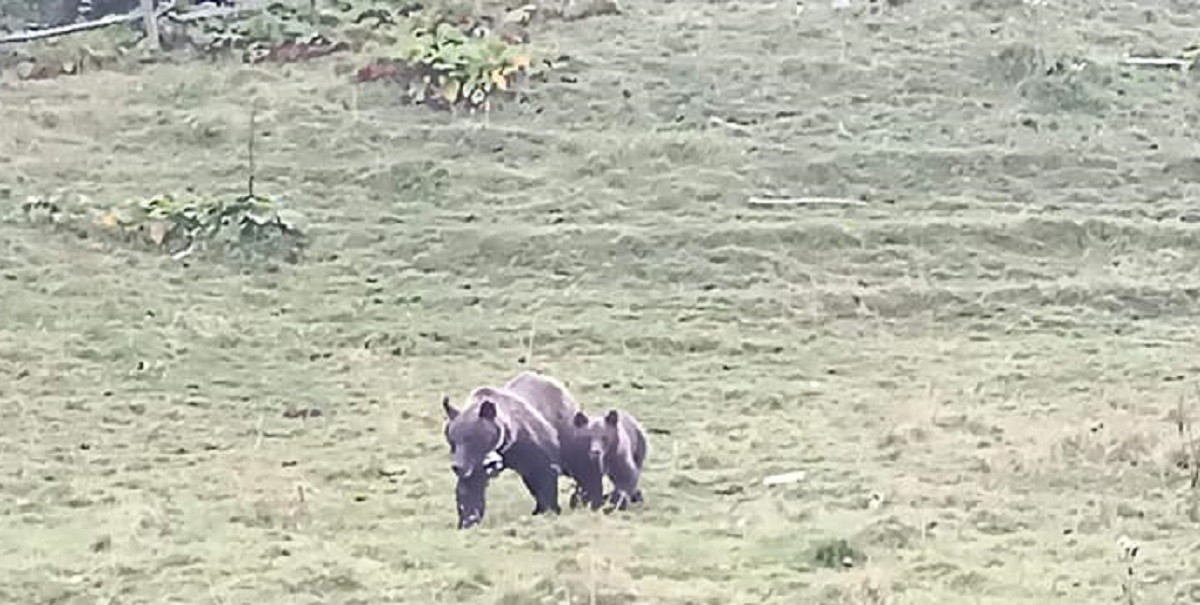 O ursoaică cu un pui, pe un traseu din Bucegi. Turiștii sfătuiți, ieri ...