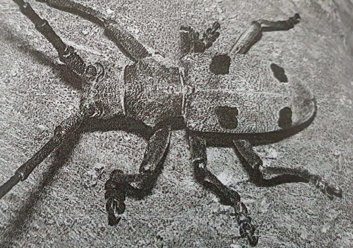 Specie rară de gândac în Prahova. „Croitorul de piatră” din pădurea ...