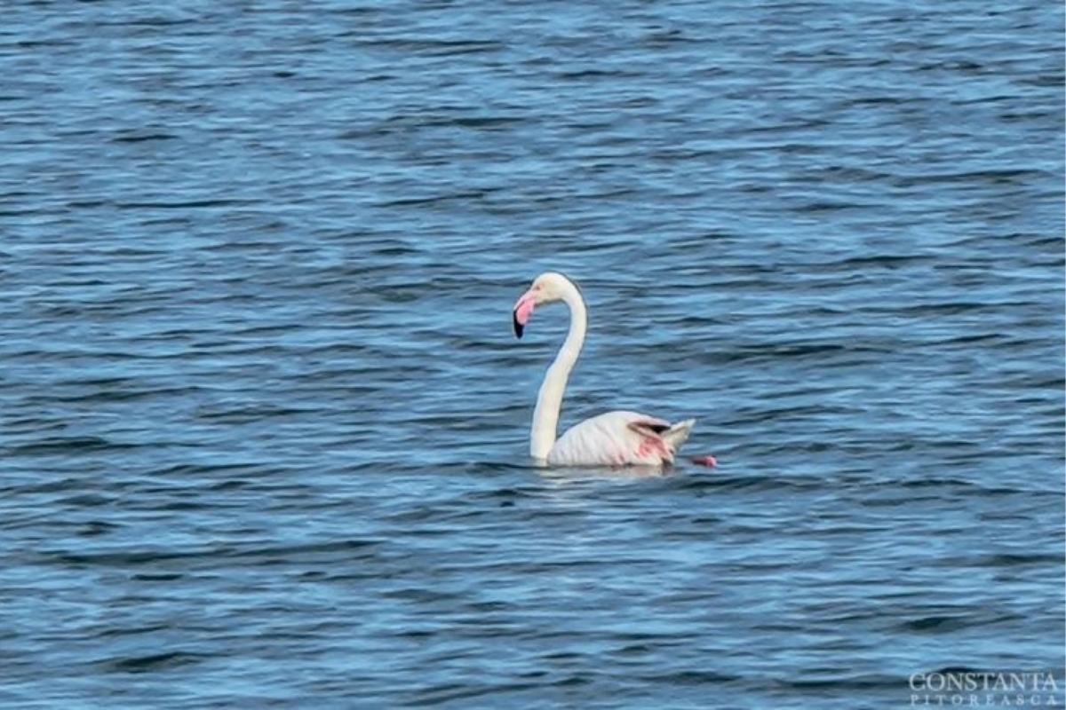 Un flamingo a fost surprins în Marea Neagră. Imagini spectaculoase din ...
