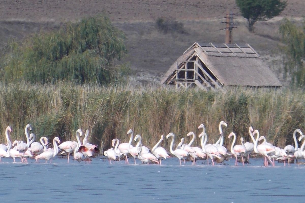 Imagini virale cu un stol de păsări flamingo în Delta Dunării. Acestea ...