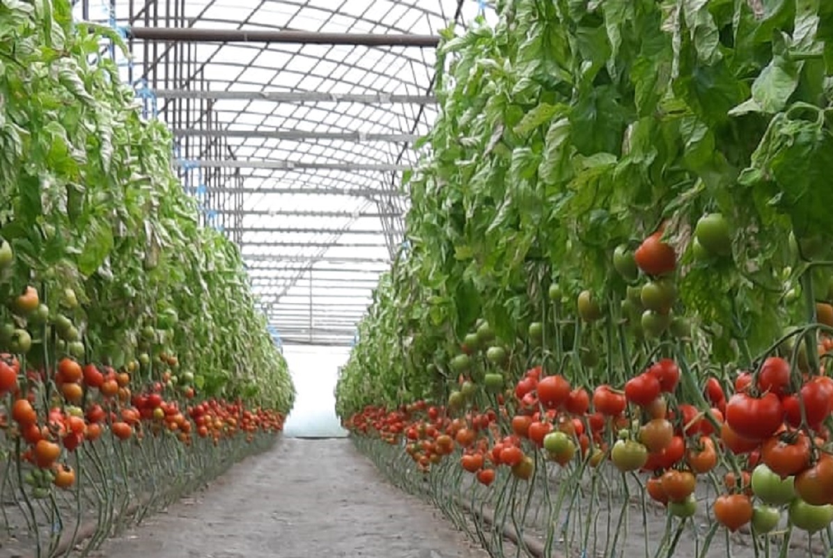 Sute de cultivatori de roșii din Prahova primesc ajutor de la stat de ...