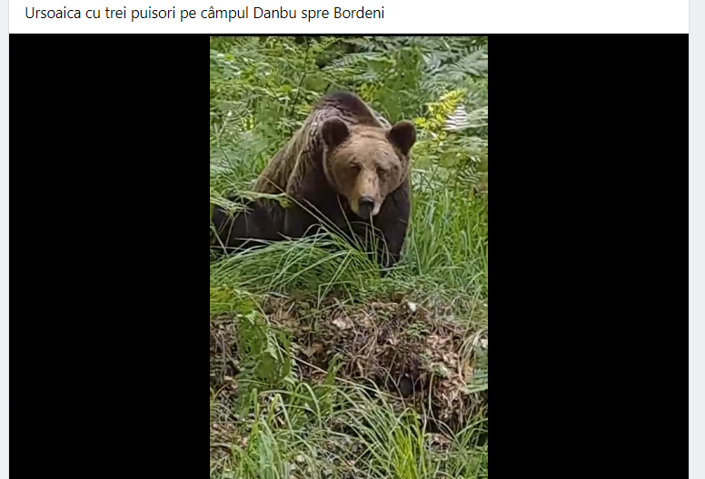 Invazia urșilor în Prahova. O ursoaică și trei pui, filmați pe marginea ...