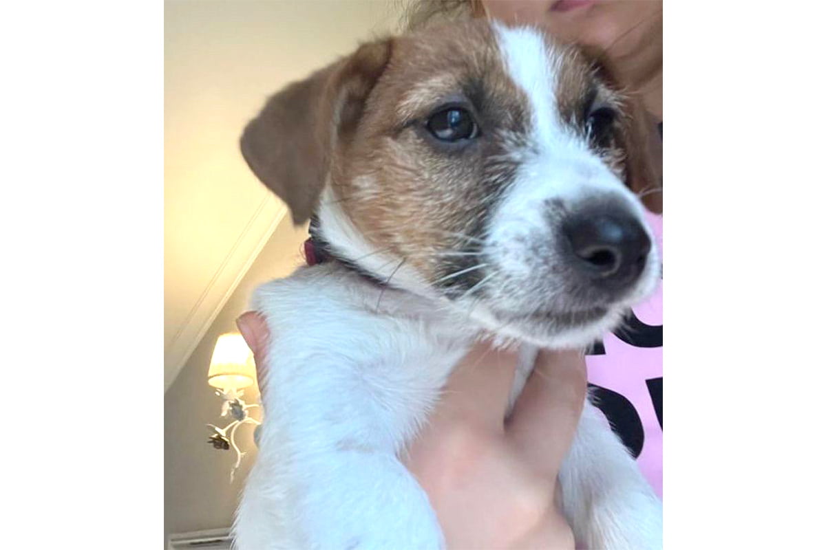 UPDATE- Pui de Jack Russel pierdut în zona de Nord a Ploieștiului. Se ...