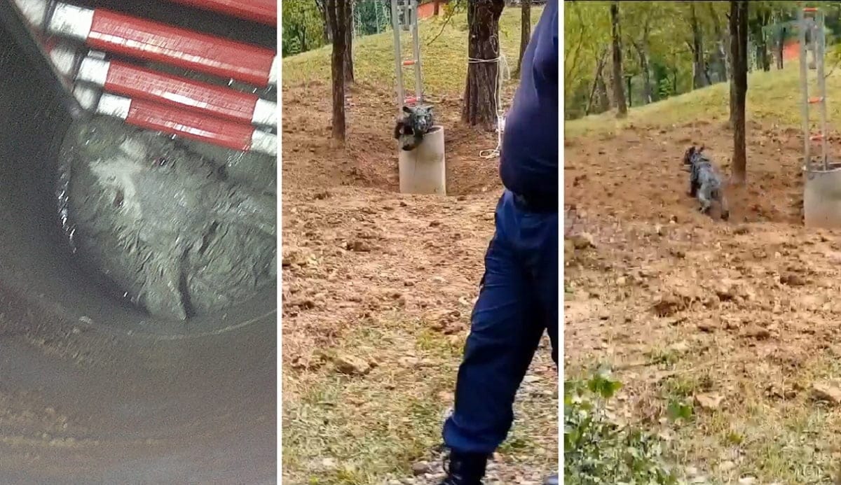 Pui de urs salvat dintr-o fântână la Șotrile, în Prahova [VIDEO ...