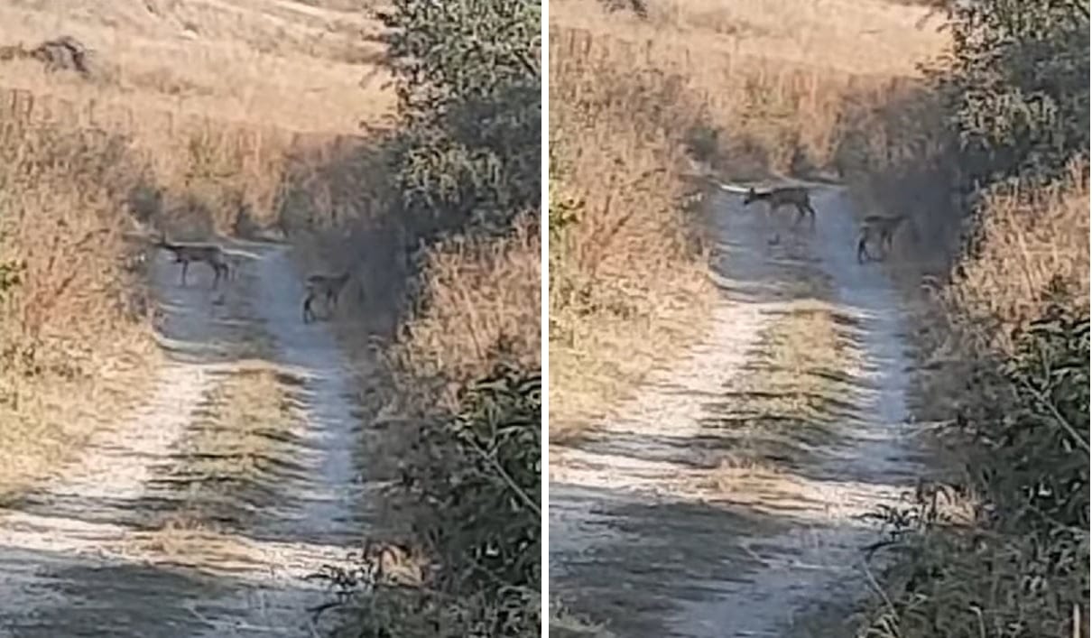 Imagini inedite cu două căprioare, în apropiere de zona Valea Orlei din ...