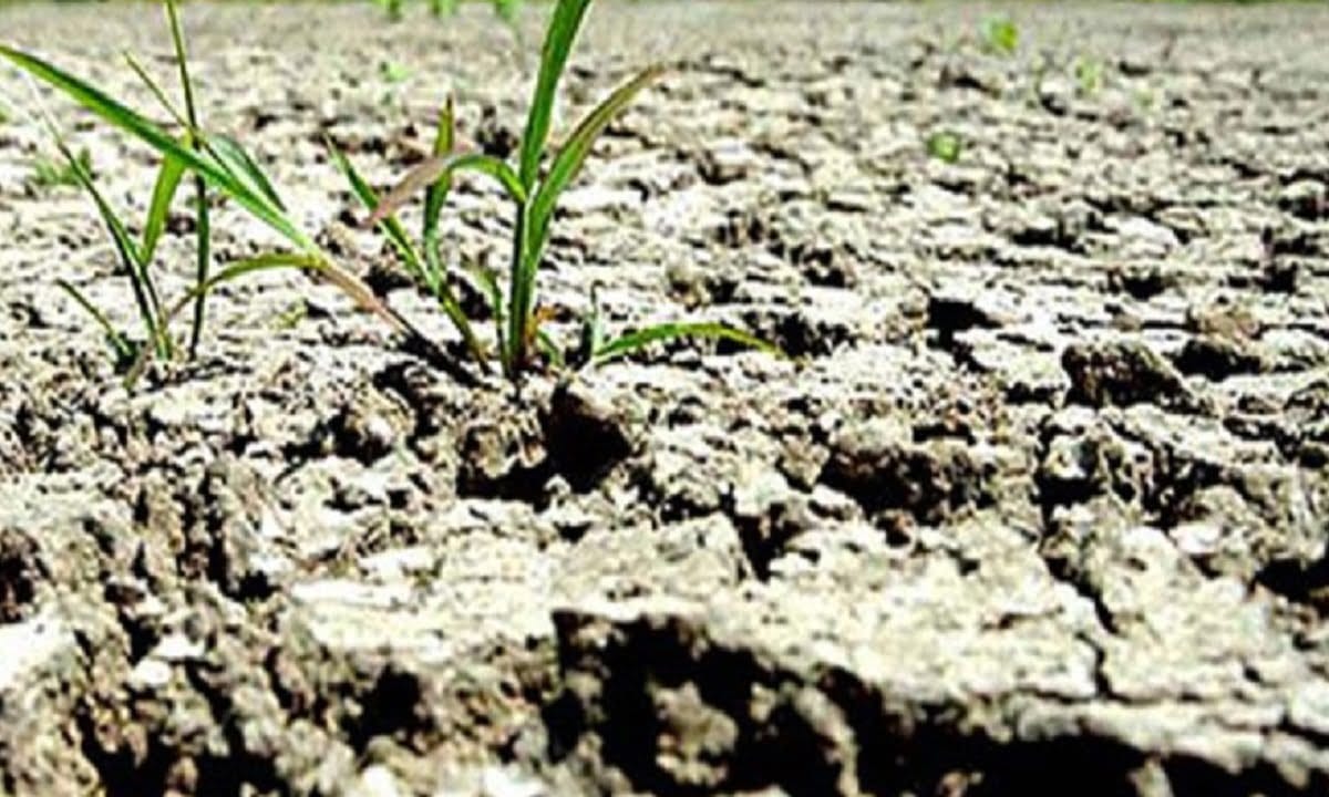 Culturile din Prahova în pericol: Peste 44.000 ha de culturi de ...
