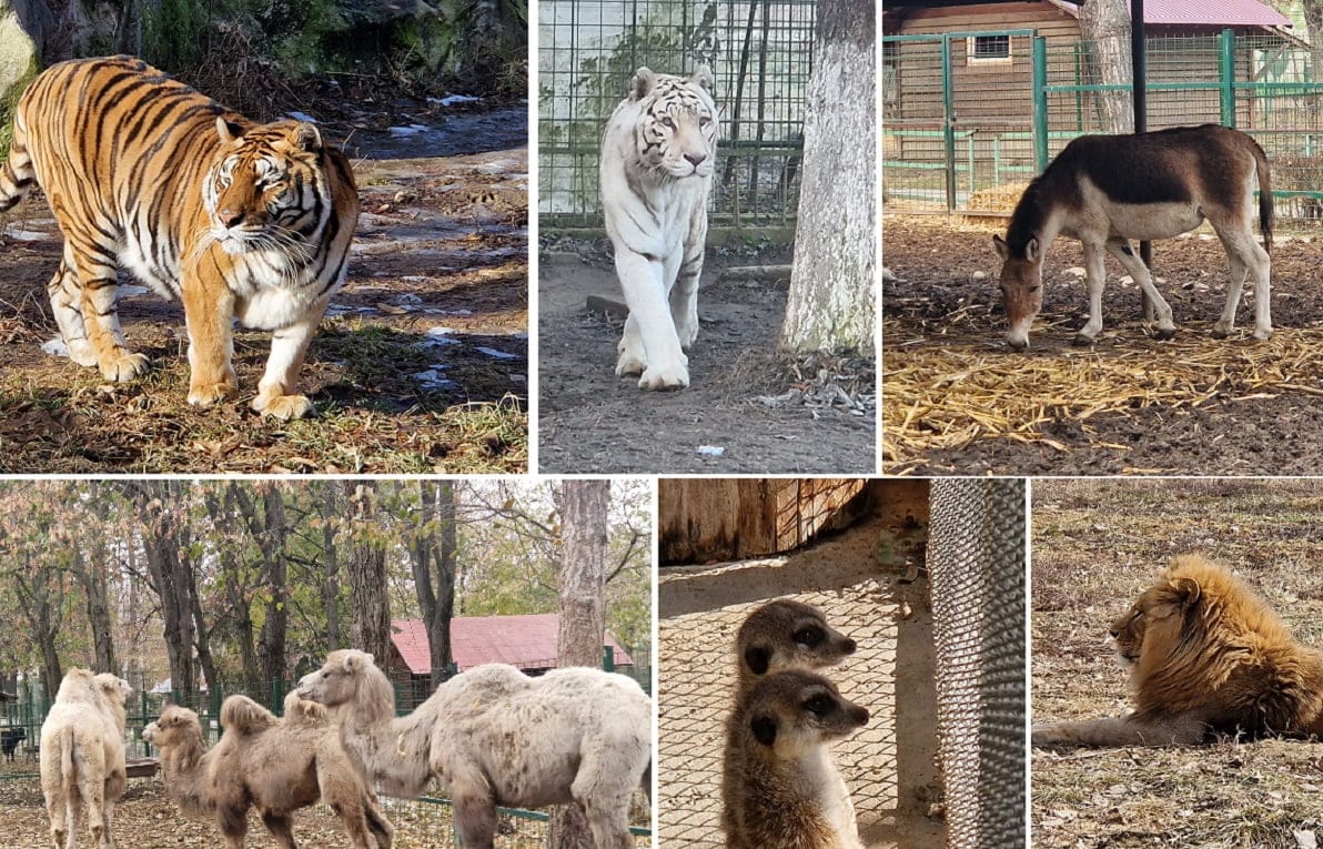 Povestea neștiută a animalelor de la Zoo Bucov. Cel mai în vârstă ...