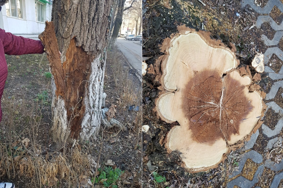 Cum explică SGU tăierea copacilor din zona Muzicanți din Ploiești ...