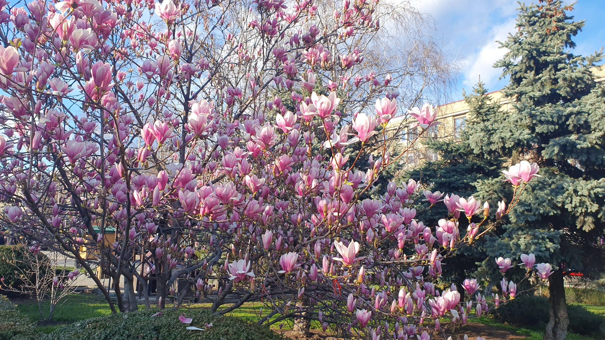 Ploieștiul cu magnolii. Imagini spectaculoase în mai multe zone din ...