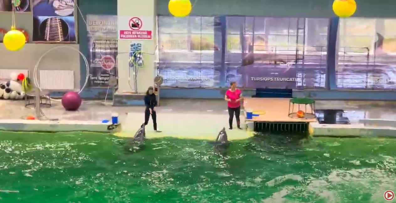 Imagini cu puiul de delfin Baby de la unul dintre ultimele lui ...
