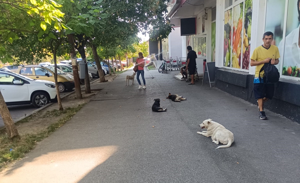 Haita de câini maidanezi și-a făcut iar apariția pe strada Lupeni din ...
