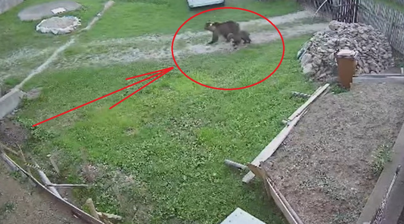 Ursoaica cu pui din Brașov care a fost relocată la granița cu Prahova a ...