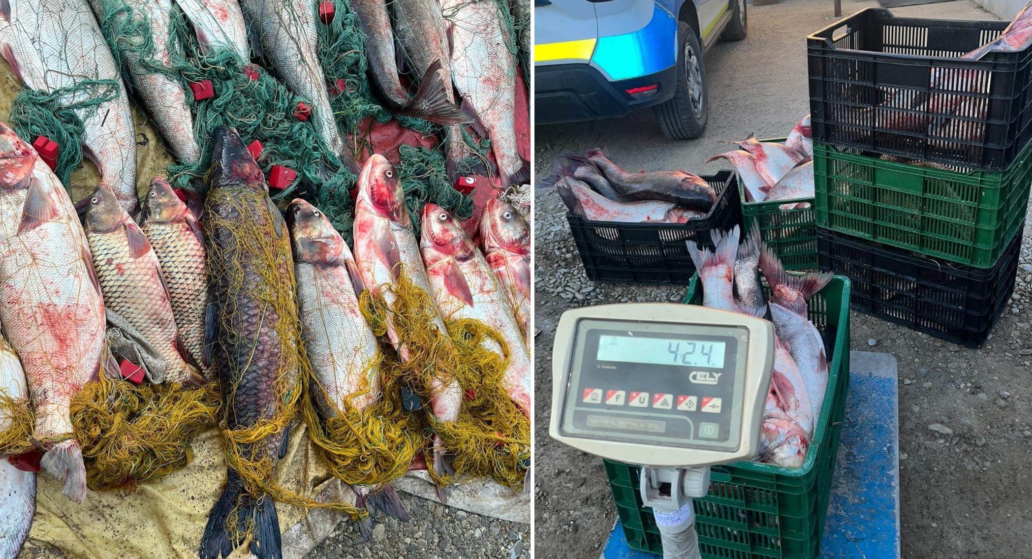 Braconaj pe o baltă din Fulga. Peste 900 de kilograme de pește ...