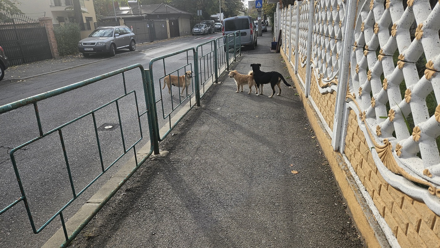 Haită de câini în apropierea școlilor de pe strada Bobâlna din Ploiești ...