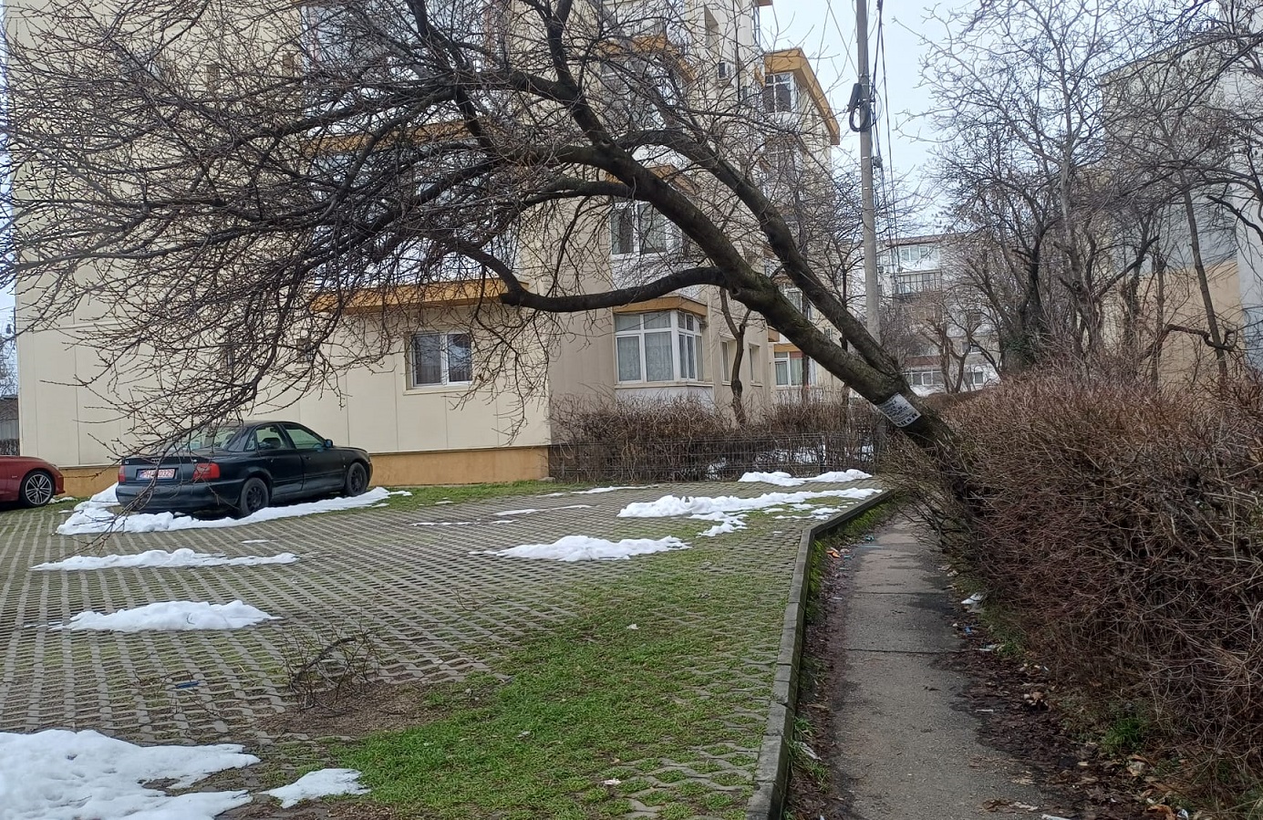Copac care stă să cadă peste trecători, în Ploiești. Reacția SGU ...